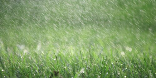 ¿Por qué el césped es verde? - Verde Edén