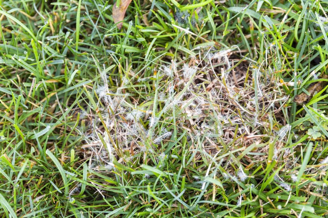 Hongos del césped en verano: identifícalos y soluciónalos - Verde Edén