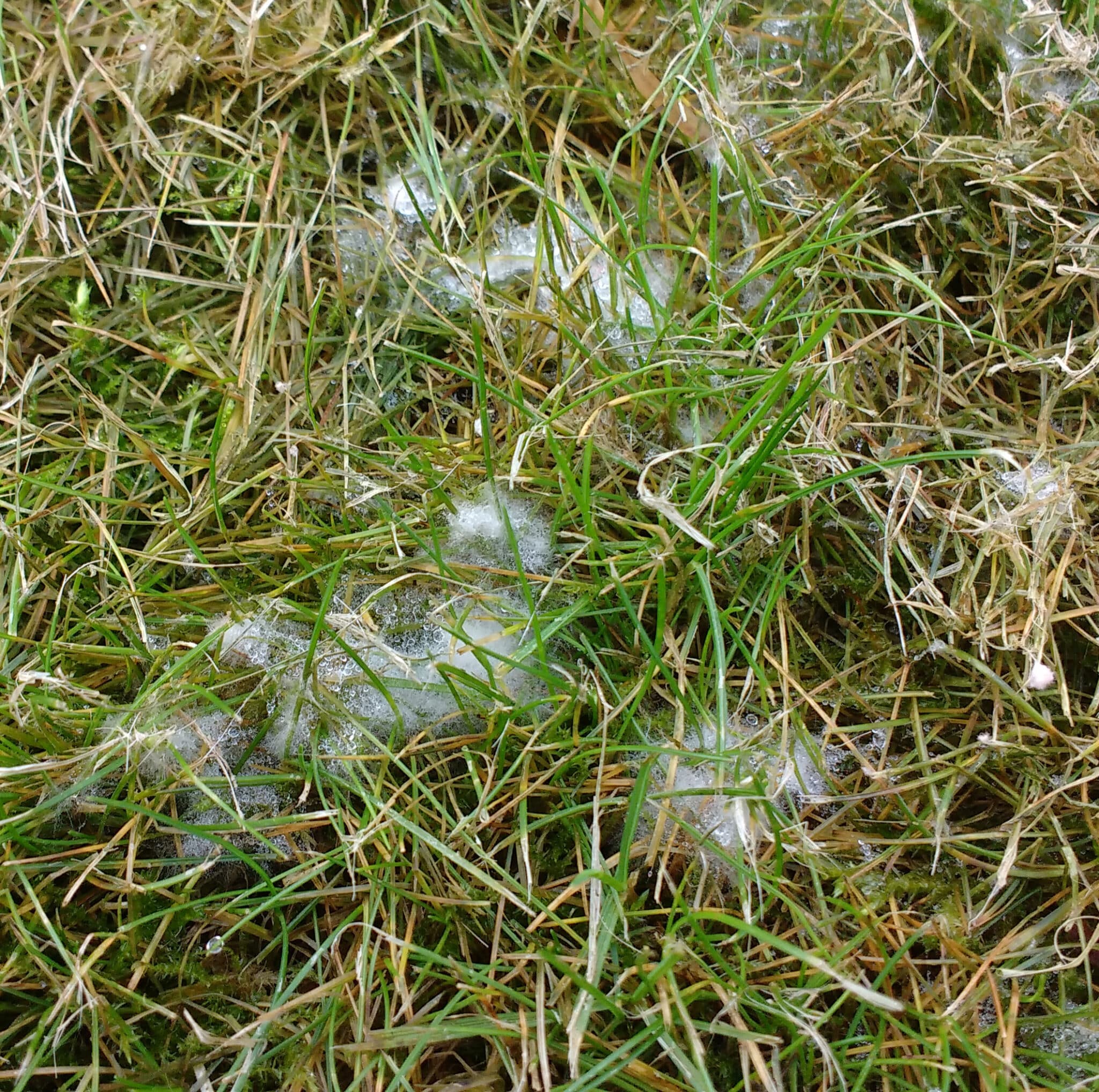 Hongos del césped en verano: identifícalos y soluciónalos - Verde Edén