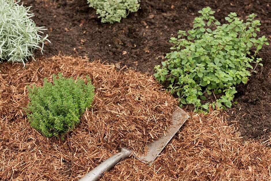 Vegetales ideales para cultivar en sombra o semisombra - Verde Edén