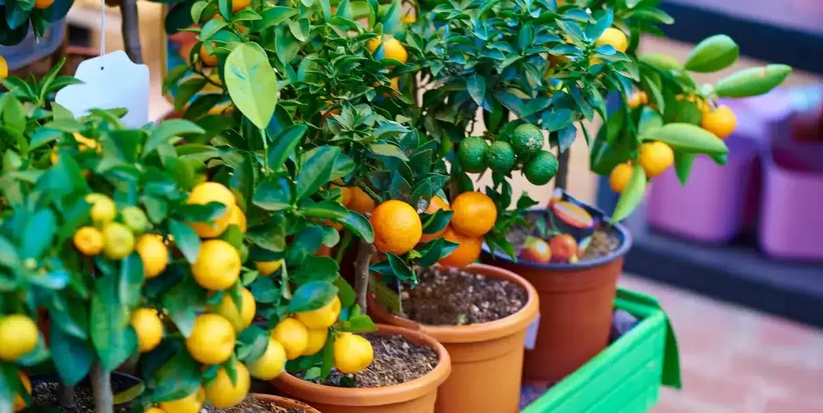 Árboles frutales en maceta: Cuidados esenciales - Verde Edén