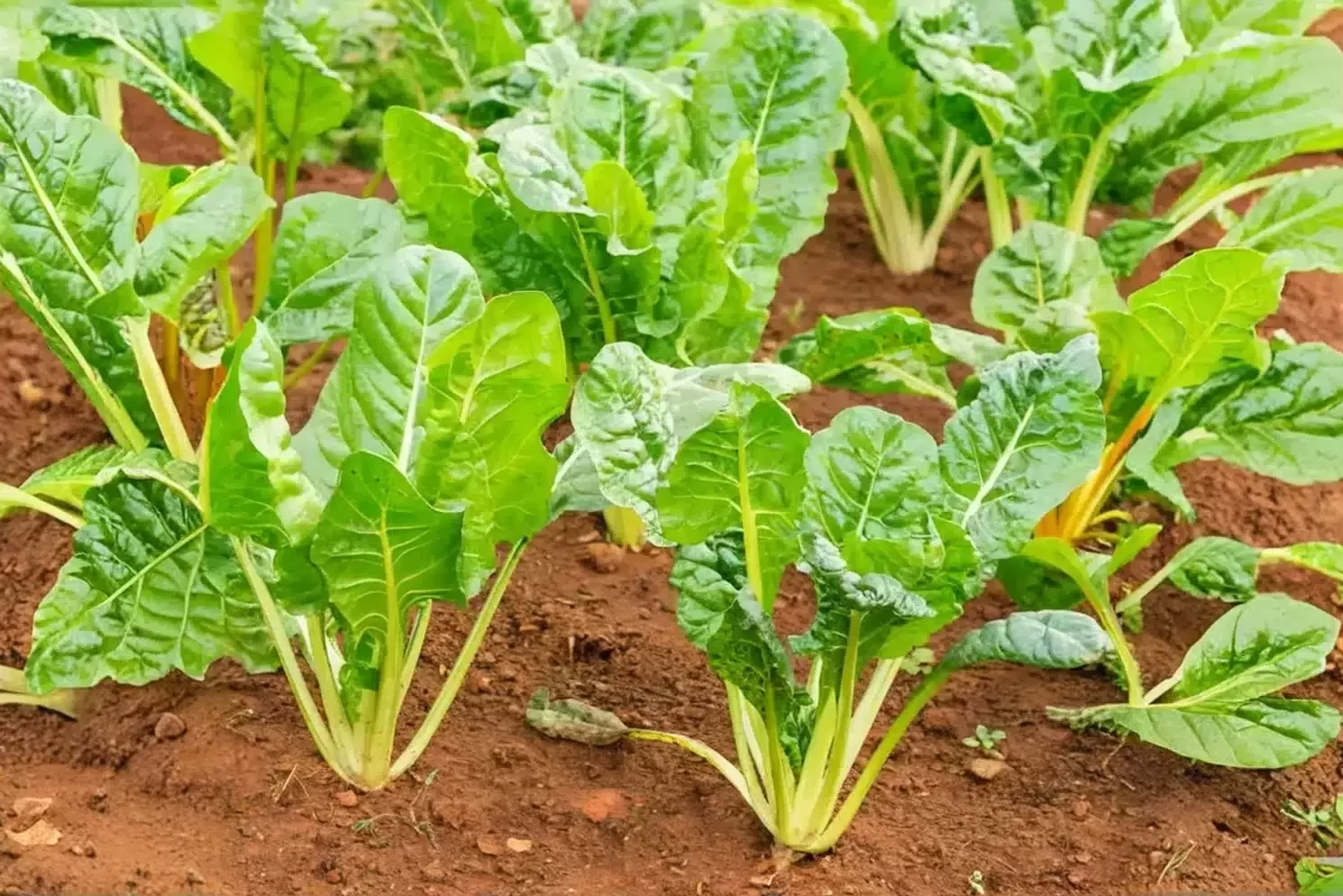 Cómo y cuando plantar acelgas en tu huerto - Verde Edén