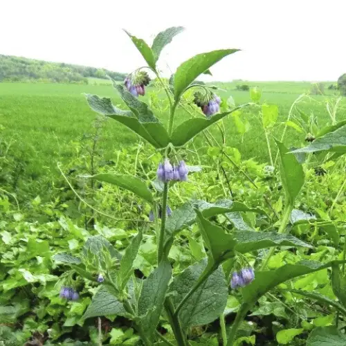 Consuelda rusa: beneficios y utilidades en jardinería y salud - Verde Edén