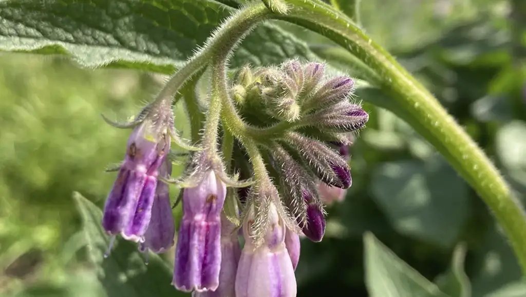 Consuelda rusa: beneficios y utilidades en jardinería y salud - Verde Edén