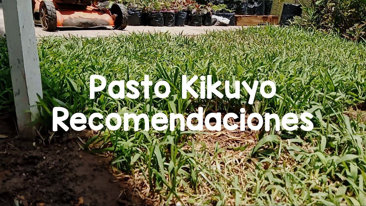 Cuidados y beneficios del césped kikuyo - Verde Edén